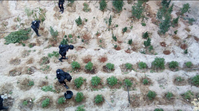 Erradican un millón de matas de Marihuana