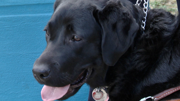 Perros lazarillos, los guías de las personas no videntes