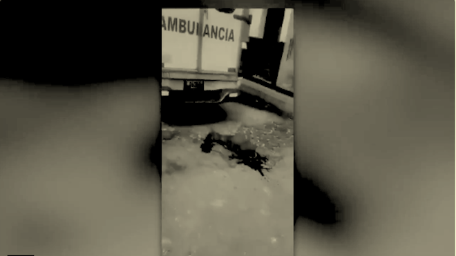 ¿Crueldad animal? Este vídeo que muestra a una ambulancia matando a un ...