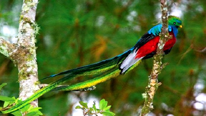 5 formas de diferenciar entre un Quetzal hembra y macho
