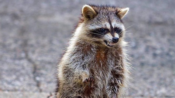 Los extraños mapaches "zombies" de Ohio