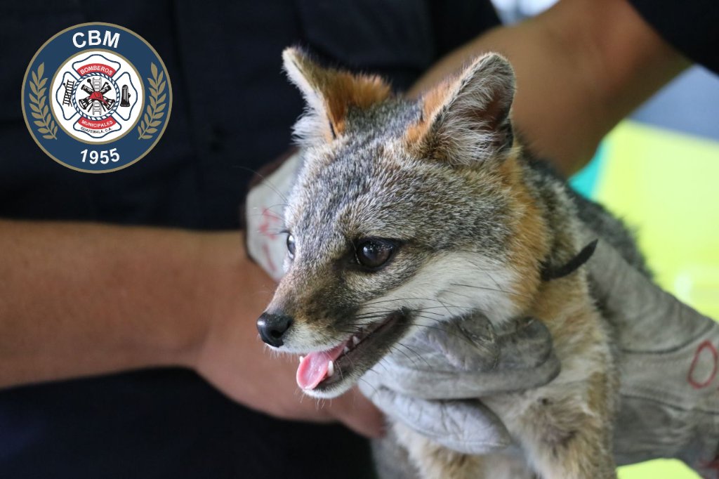 Ayer un micoleón, hoy una zorra. Más de 60 animales salvajes han sido ...