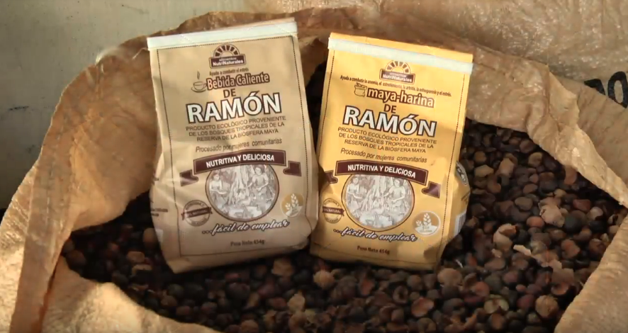 Semilla del árbol de Ramón, reconocida como el alimento tradicional ...