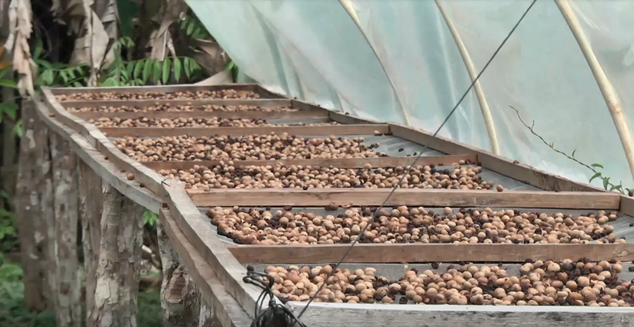 Semilla del árbol de Ramón, reconocida como el alimento tradicional ...