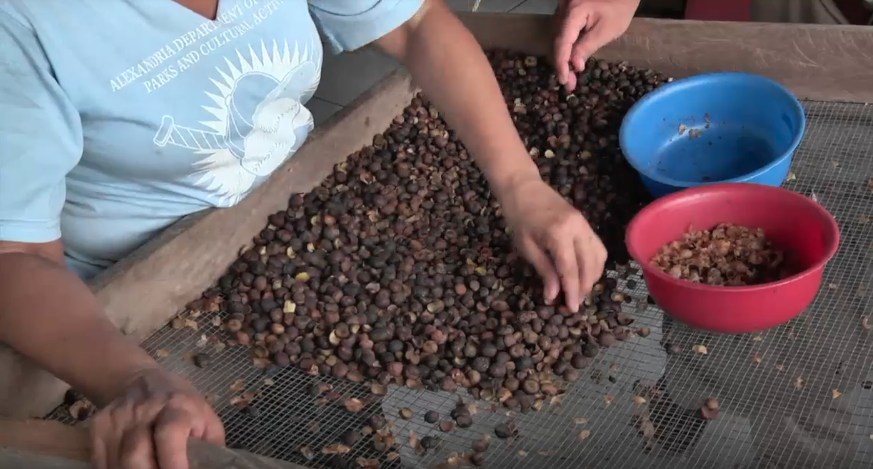 Semilla del árbol de Ramón, reconocida como el alimento tradicional ...
