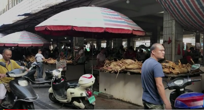 VIDEO: Es el año del perro en China, pero los canes no se salvaron de ...
