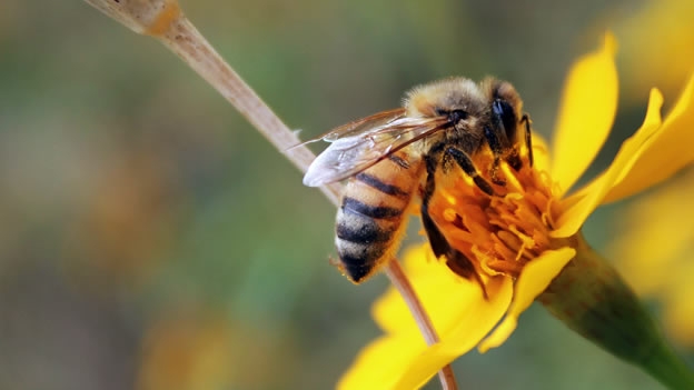 Conozca sobre la apifobia, un temor cada vez más común