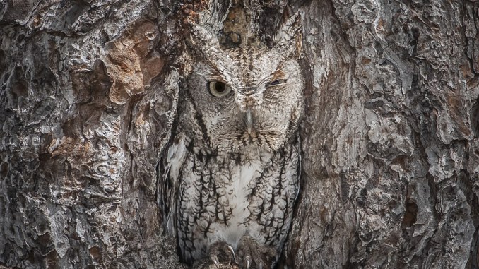 Tres animales que tienen camuflajes sorprendentes