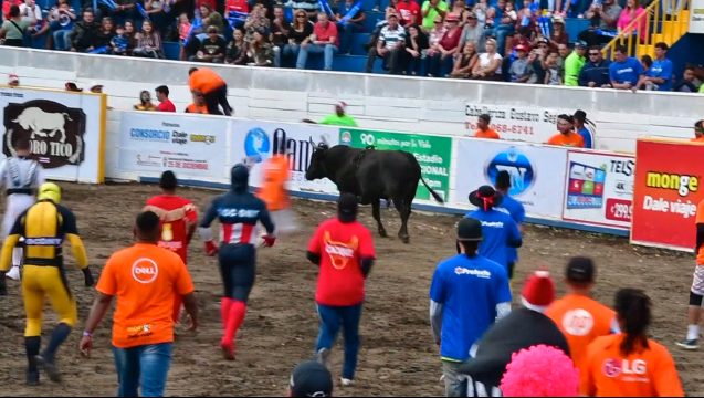 Toros "a la tica", polémica fiesta de fin de año en Costa Rica