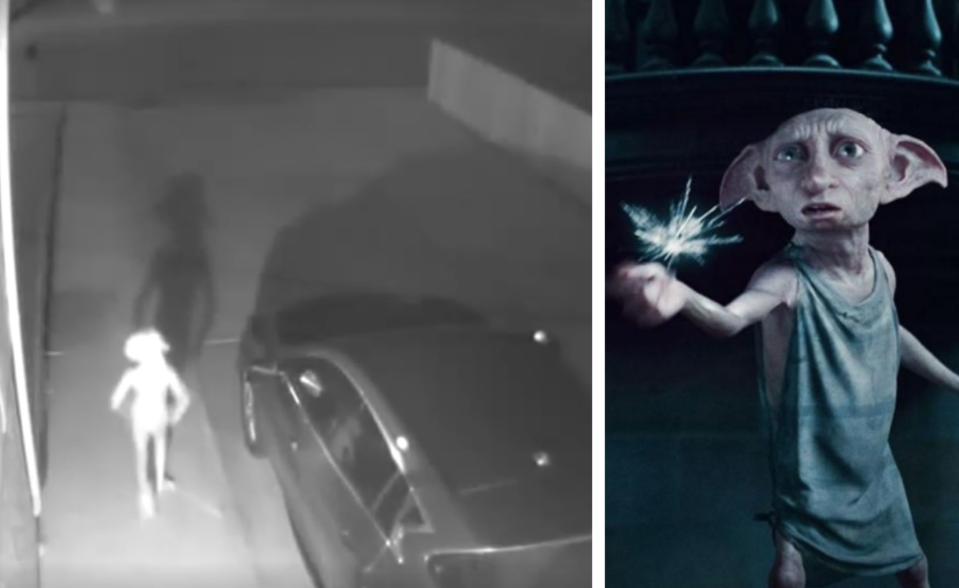 Escalofriante criatura captada en video es igual a Dobby, el elfo ...