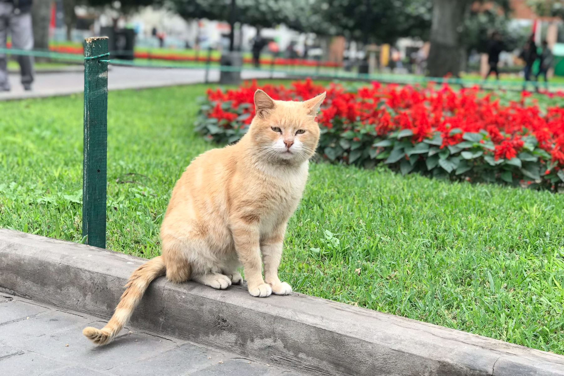 Así se relajan los gatos en los parques de Lima, Perú
