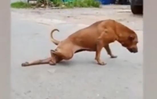 Perro finge estar lisiado para que le den comida