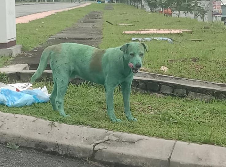 La imagen de un perro pintado de verde ha causado indignación en las ...