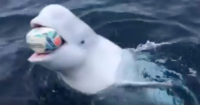 Video | La divertida beluga que juega al rugby en medio del océano ...