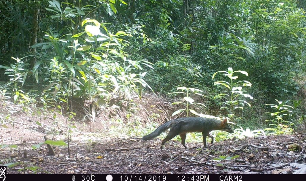 Vea las especies que han sido captadas por cámaras en Carmelita en la ...