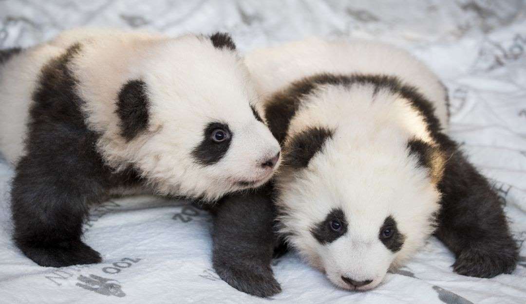 Este es el significado de los nombres de los dos pandas gemelos recién ...
