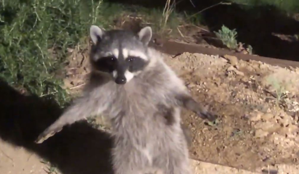 Video: dos mapaches fingen ser estatuas al ser descubiertos merodeando ...