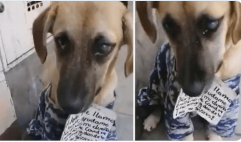 El final feliz de Chester, el perro que vagaba con un cartel en el ...