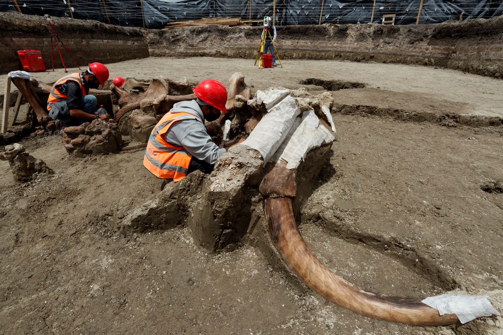 Fotogalería: Las impresionantes imágenes de los esqueletos de mamut que ...