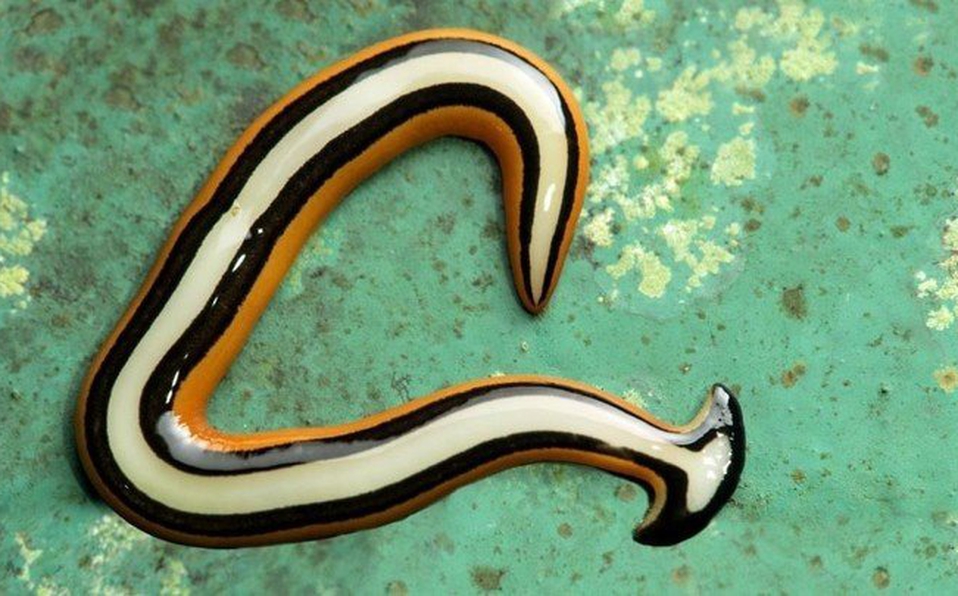 ¡Es inmortal! Hallan gusano nunca antes visto que puede regenerarse ...