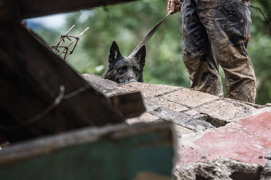 Jenny y Ghost, los perros que auxilian en las tareas de búsqueda de ...