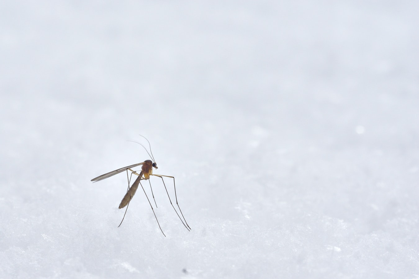 ¿"Invisible" a los mosquitos? Así desarrollan un repelente que podría ...