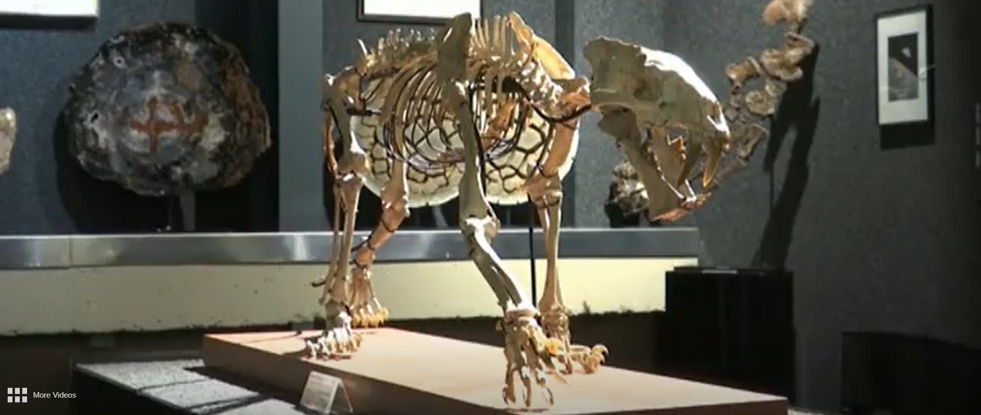 Subastan Fósil De Esqueleto De Tigre Con Dientes De Sable Que Vivió