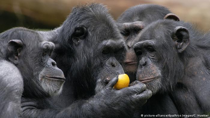Igual que los humanos: los simios se saludan y se despiden durante sus ...