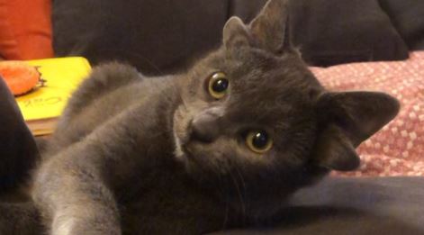 Midas, la gata que nació con cuatro orejas y ahora tiene miles de ...