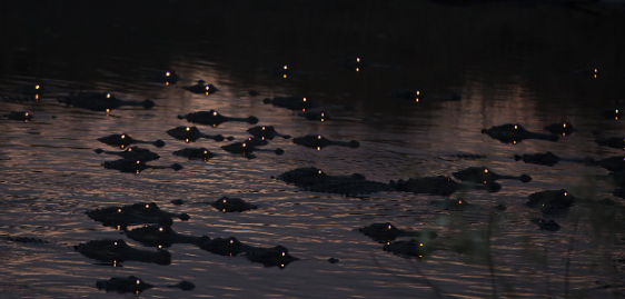 Fotógrafo capta asombrosas imágenes de caimanes al sur de Florida y ...