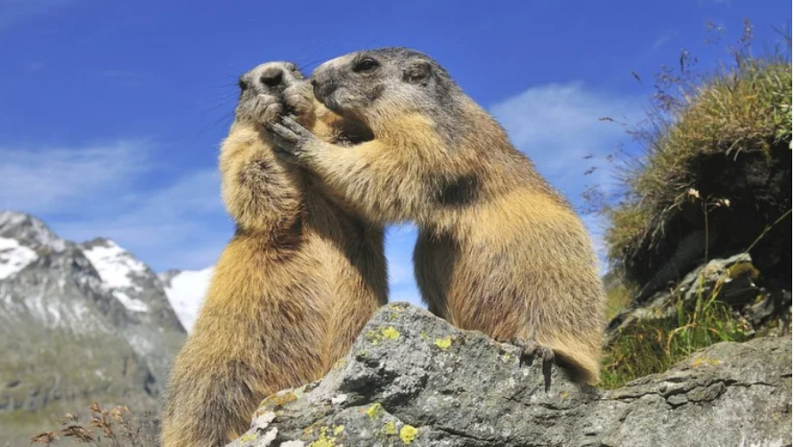 Cómo son las amistades entre animales y por qué se parecen de manera ...
