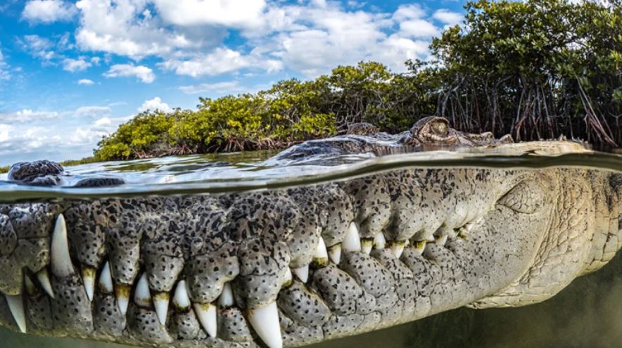 La impresionante foto de un cocodrilo en Cuba que ganó el máximo premio ...
