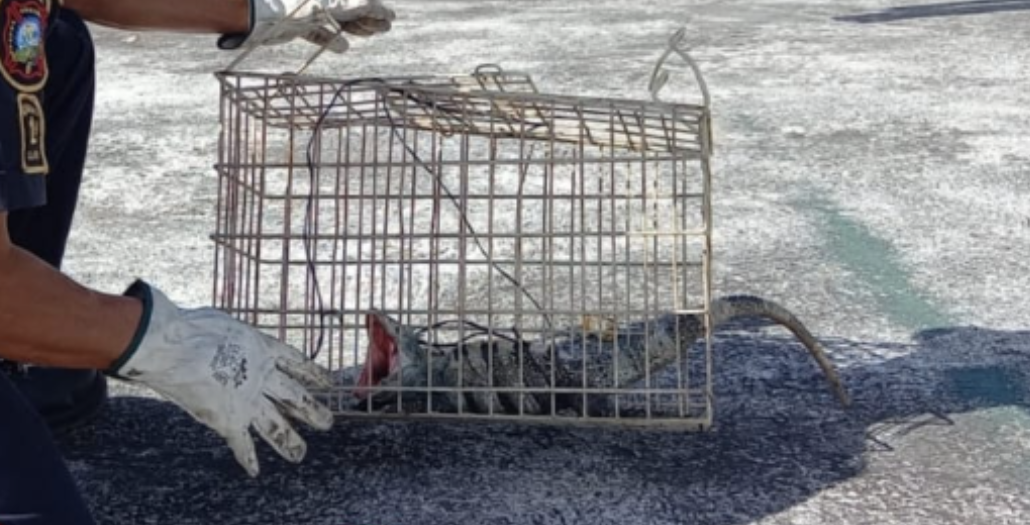 Iguana Ctenosaura Similis: hallan en San Marcos ejemplar de especie ...