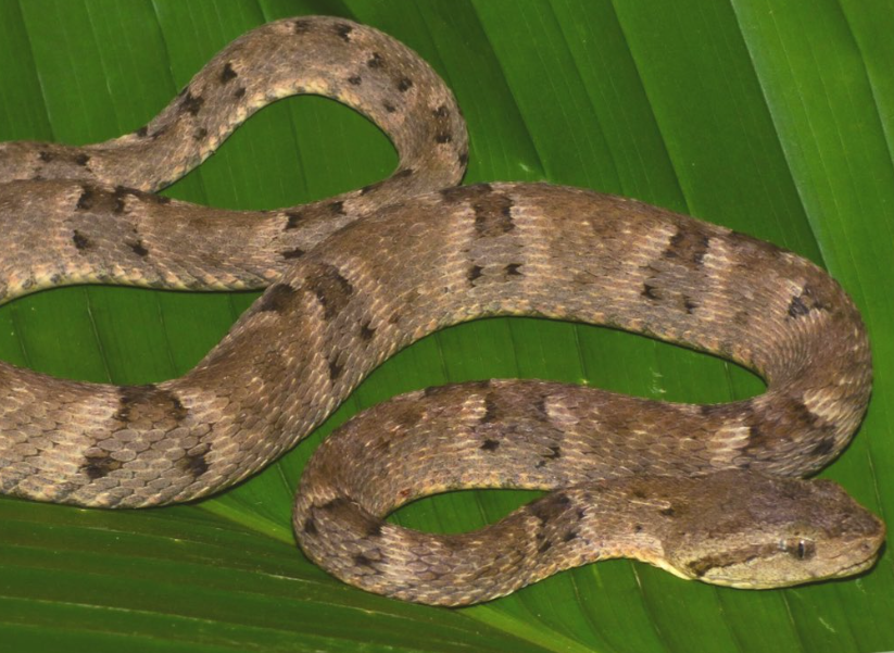 Serpiente venenosa ataca a joven que la protegía para que pobladores no ...